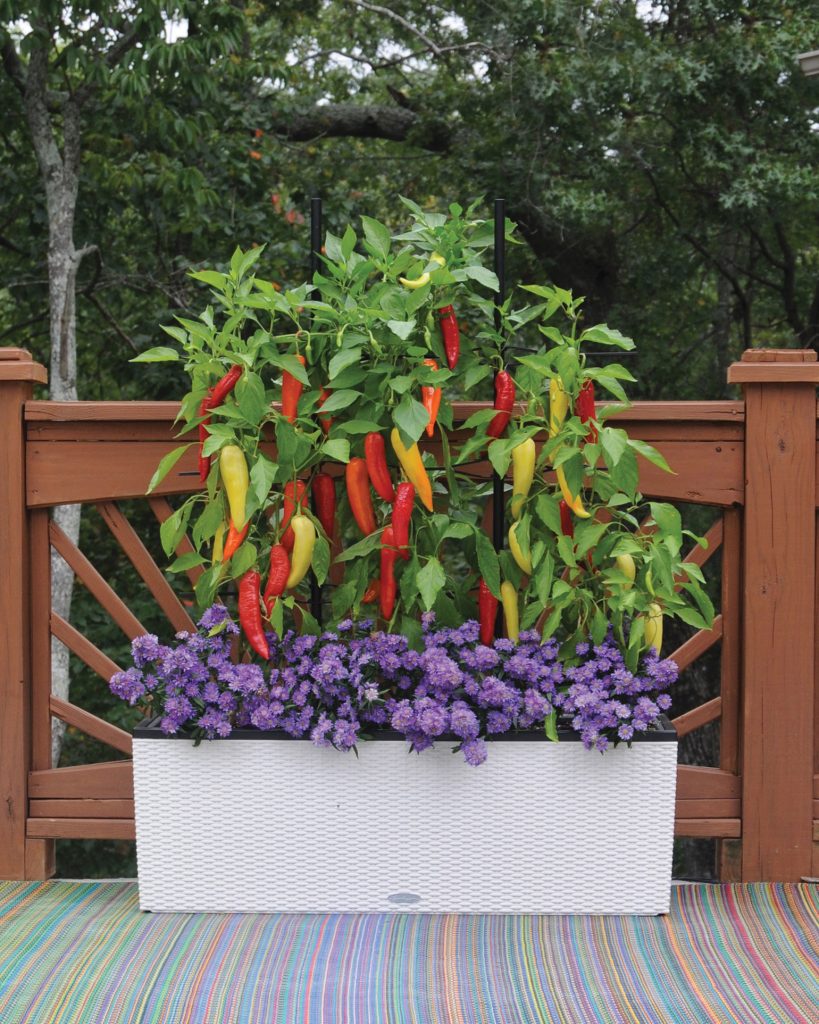 Growing Fresh Produce on Your Patio