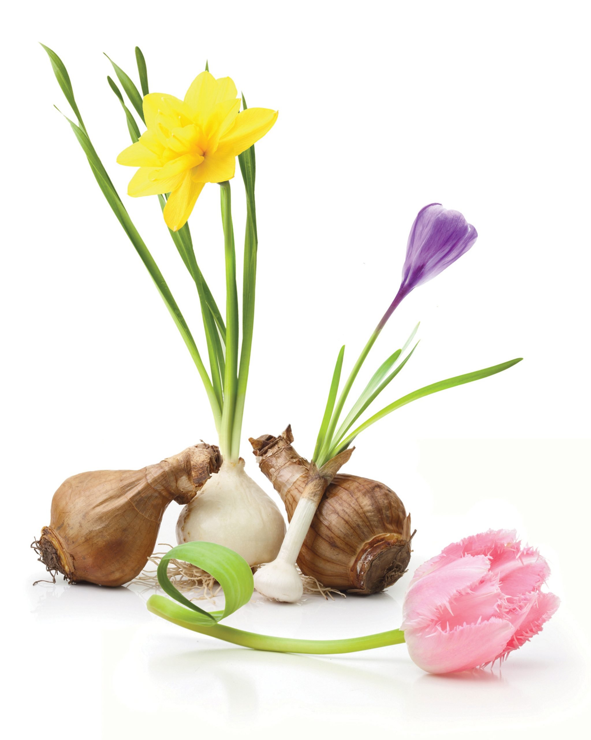 How to Plant Fall Bulbs for a Colorful Spring